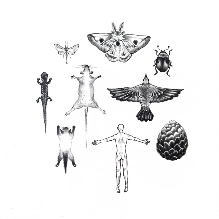 Bones And Wheels | POCLANOS